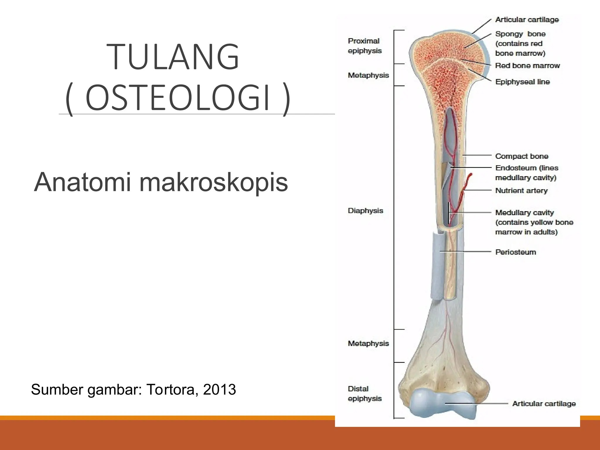 anatomi new Muskuloskeletal 22 part 1.ppt