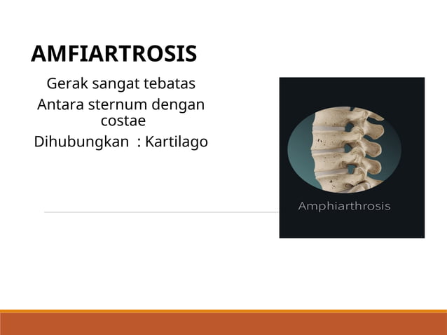 anatomi new Muskuloskeletal 22 part 1.ppt