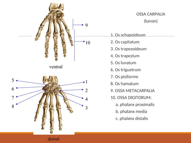 anatomi new Muskuloskeletal 22 part 1.ppt