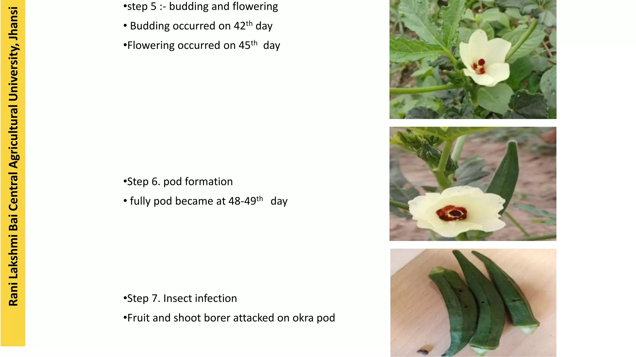 new olericulture.pptx
