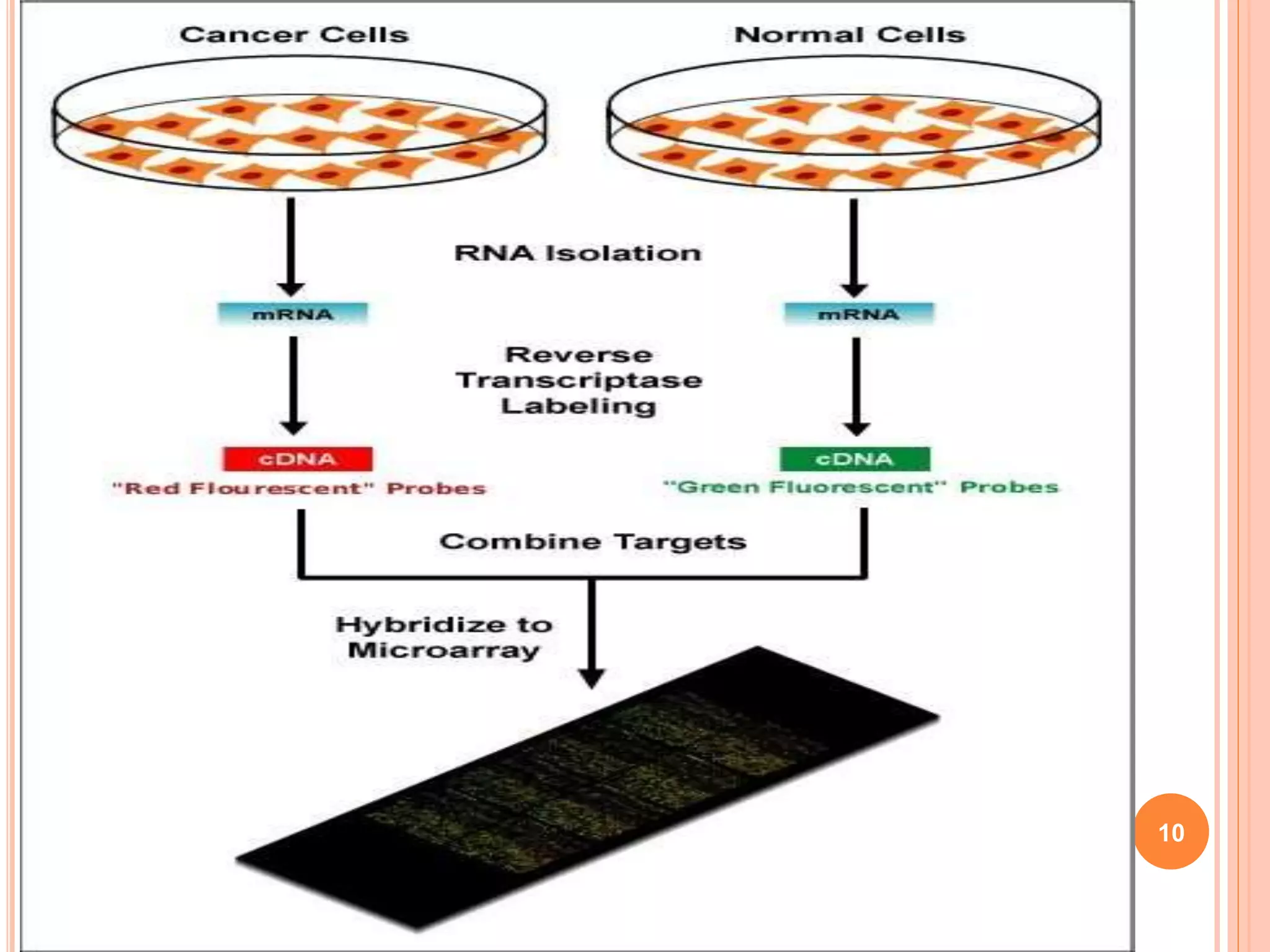 Role of Target Identification and Target Validation in Drug Discovery ...