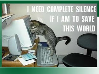 funny cats | PPT