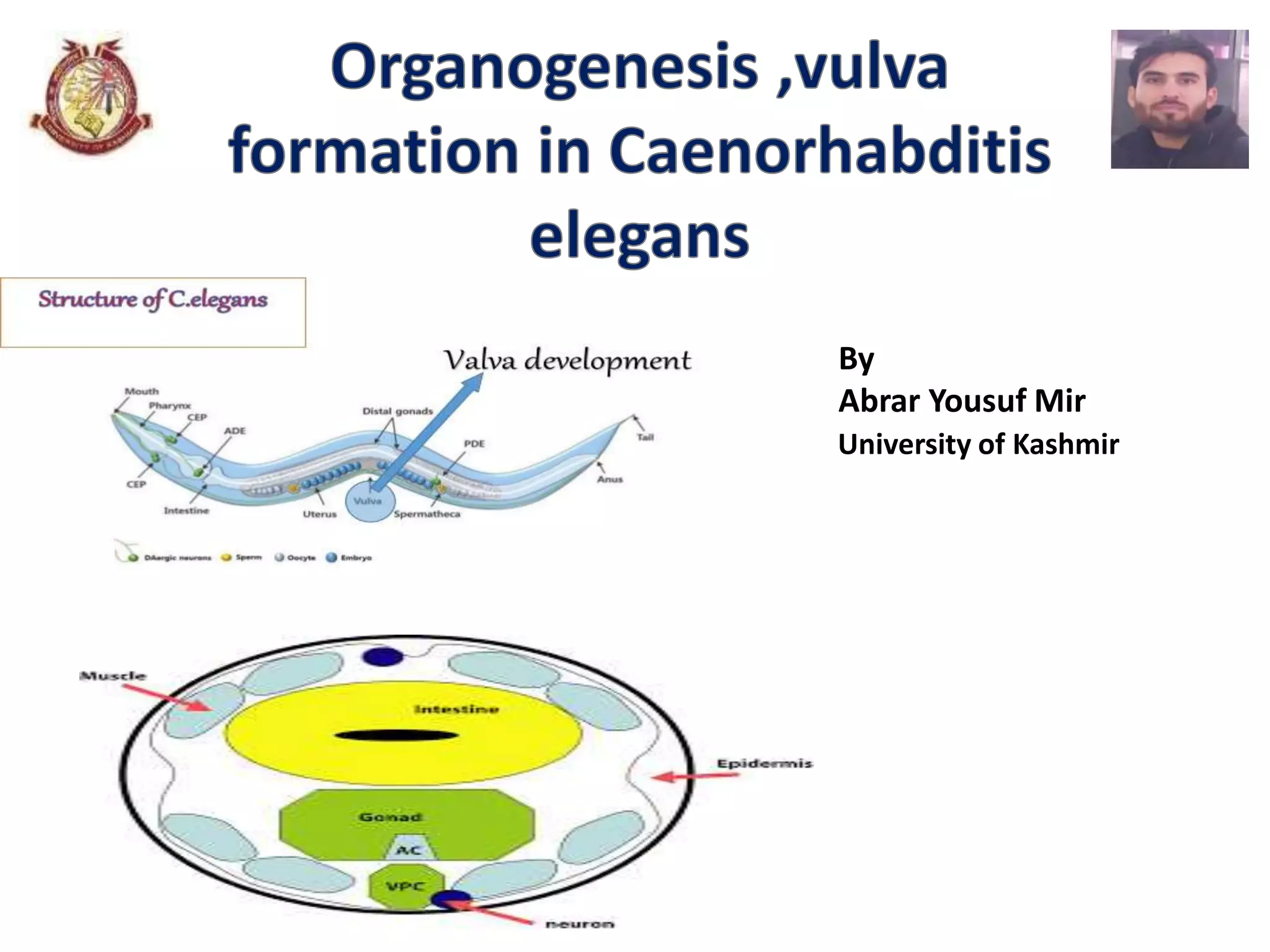 organogenesis ,vulva formation in Caenorhabditis elegans | PPTX