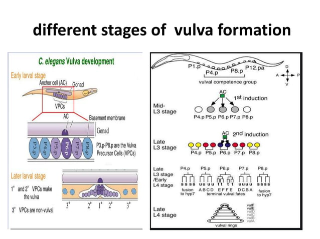 organogenesis ,vulva formation in Caenorhabditis elegans | PPTX ...
