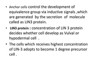 organogenesis ,vulva formation in Caenorhabditis elegans | PPTX