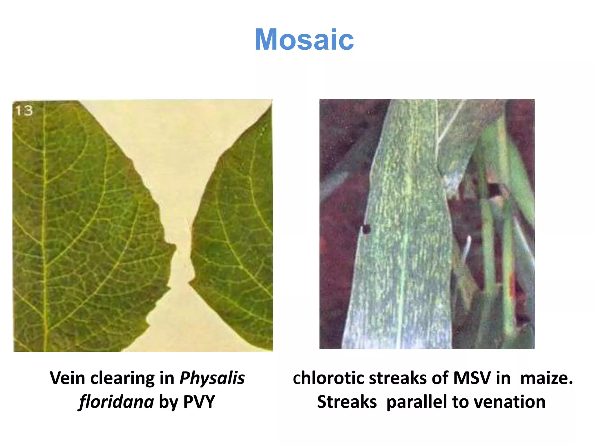 New overview of plant virology | PPTX