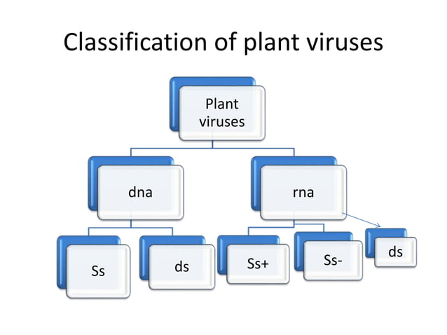 New overview of plant virology | PPTX | Genetics | Science