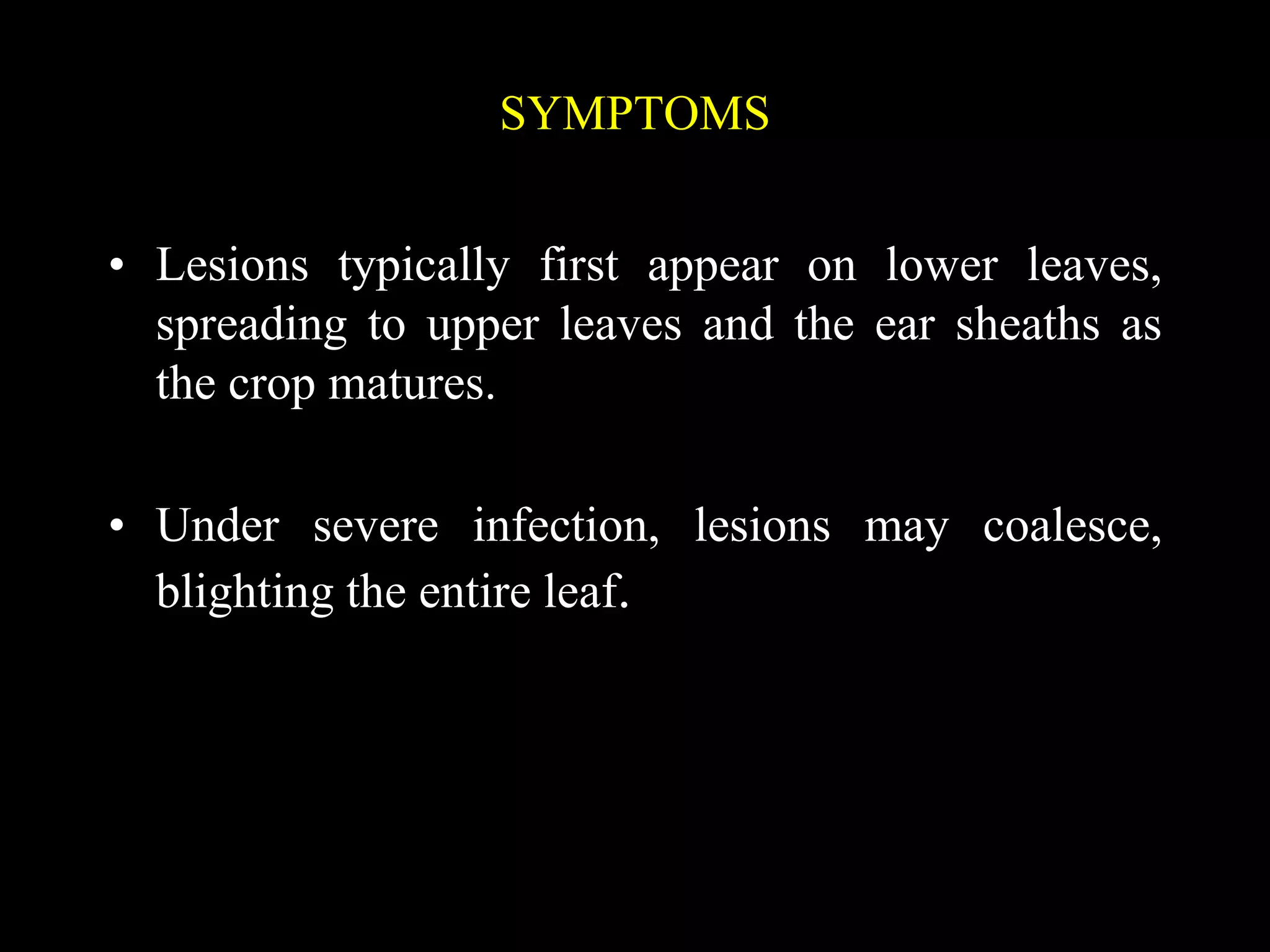 NORTHERN AND SOUTHERN CORN LEAF BLIGHT | PPTX