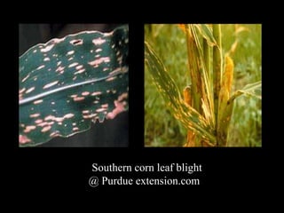 Southern Corn Leaf Blight
