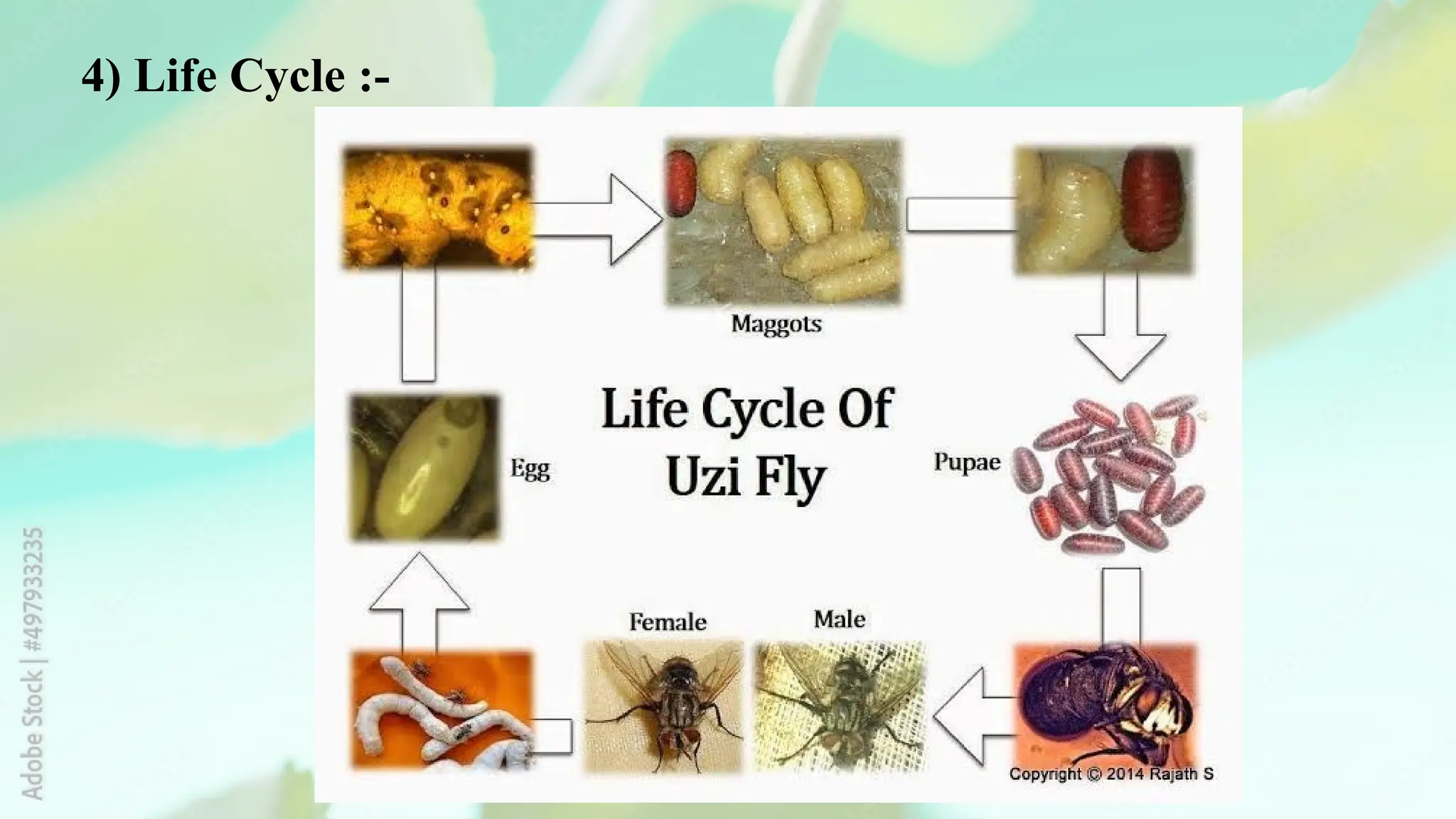 Pest of sericulture ( insect - Uzi fly, Pathogen- Virus , Bacteria , Fungi) Bettle.pptx