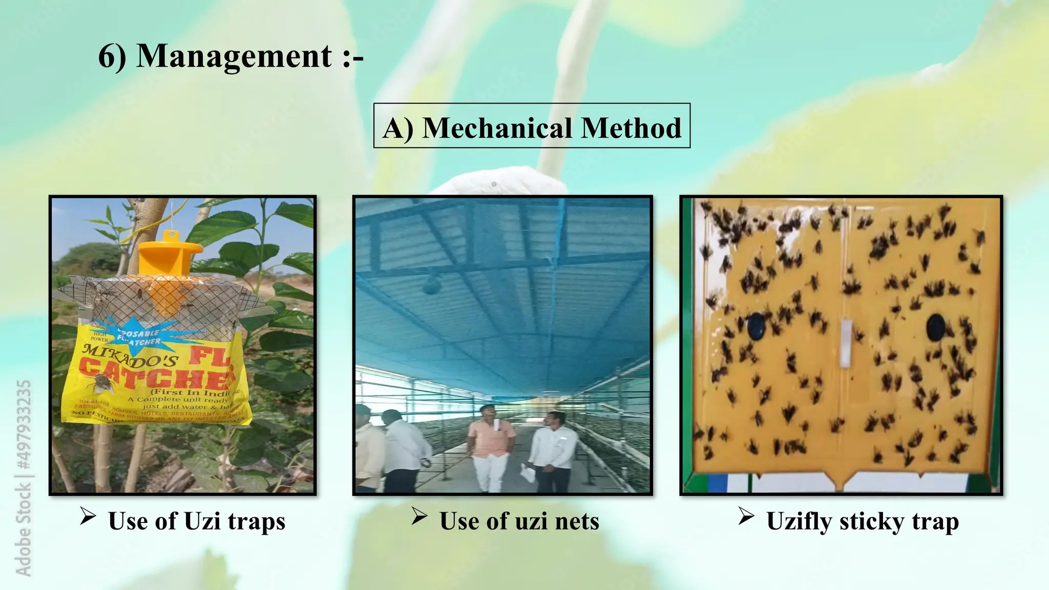 Pest of sericulture ( insect - Uzi fly, Pathogen- Virus , Bacteria ...