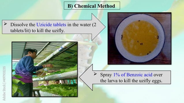 Pest of sericulture ( insect - Uzi fly, Pathogen- Virus , Bacteria ...