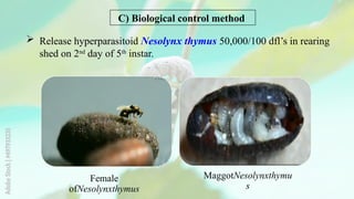 Pest of sericulture ( insect - Uzi fly, Pathogen- Virus , Bacteria ...
