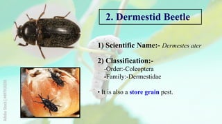 Pest of sericulture ( insect - Uzi fly, Pathogen- Virus , Bacteria ...