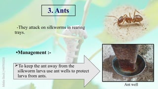 Pest of sericulture ( insect - Uzi fly, Pathogen- Virus , Bacteria ...