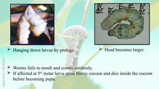 Pest of sericulture ( insect - Uzi fly, Pathogen- Virus , Bacteria ...