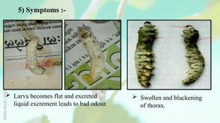 Pest of sericulture ( insect - Uzi fly, Pathogen- Virus , Bacteria ...
