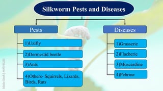 Pest of sericulture ( insect - Uzi fly, Pathogen- Virus , Bacteria ...