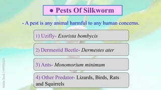 Pest of sericulture ( insect - Uzi fly, Pathogen- Virus , Bacteria ...