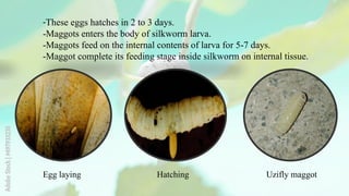 Pest of sericulture ( insect - Uzi fly, Pathogen- Virus , Bacteria ...