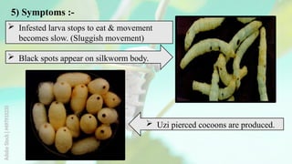 Pest of sericulture ( insect - Uzi fly, Pathogen- Virus , Bacteria ...