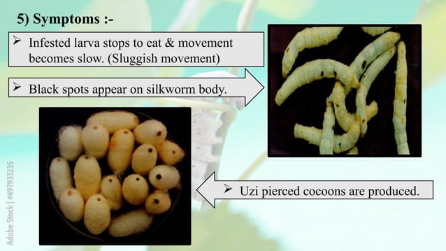 Pest of sericulture ( insect - Uzi fly, Pathogen- Virus , Bacteria ...