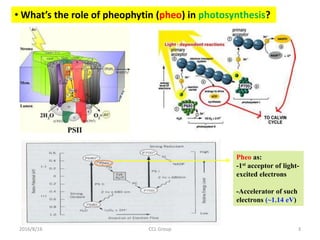 A Suspected Derivative Morphology for pheophytin (脫鎂葉綠素) and the ...