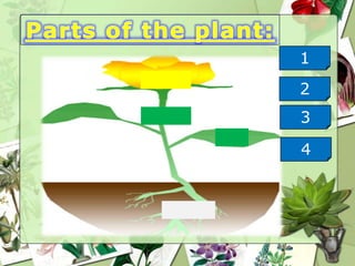 Plant parts and photosynthesis | PPTX