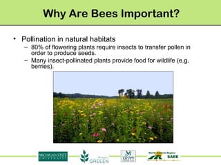 NEWPollinators+Power+Point.pptsaaaasasasa | PPT