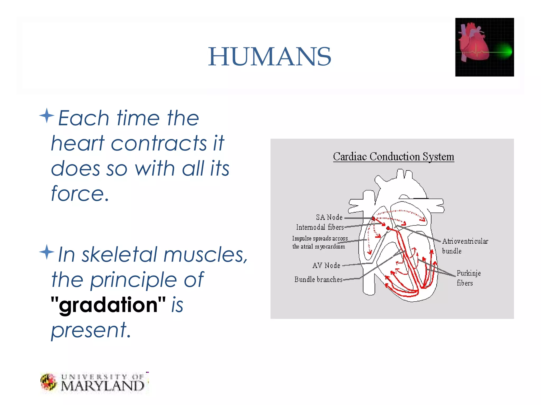 tThe Heart and its Functions | PPT