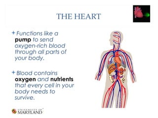 tThe Heart and its Functions | PPT