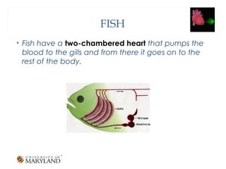 tThe Heart and its Functions | PPT