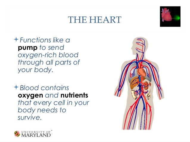 tThe Heart and its Functions