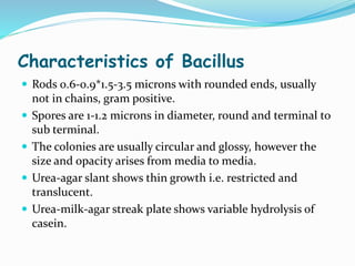 BACTERIAL CONCRETE | PPTX