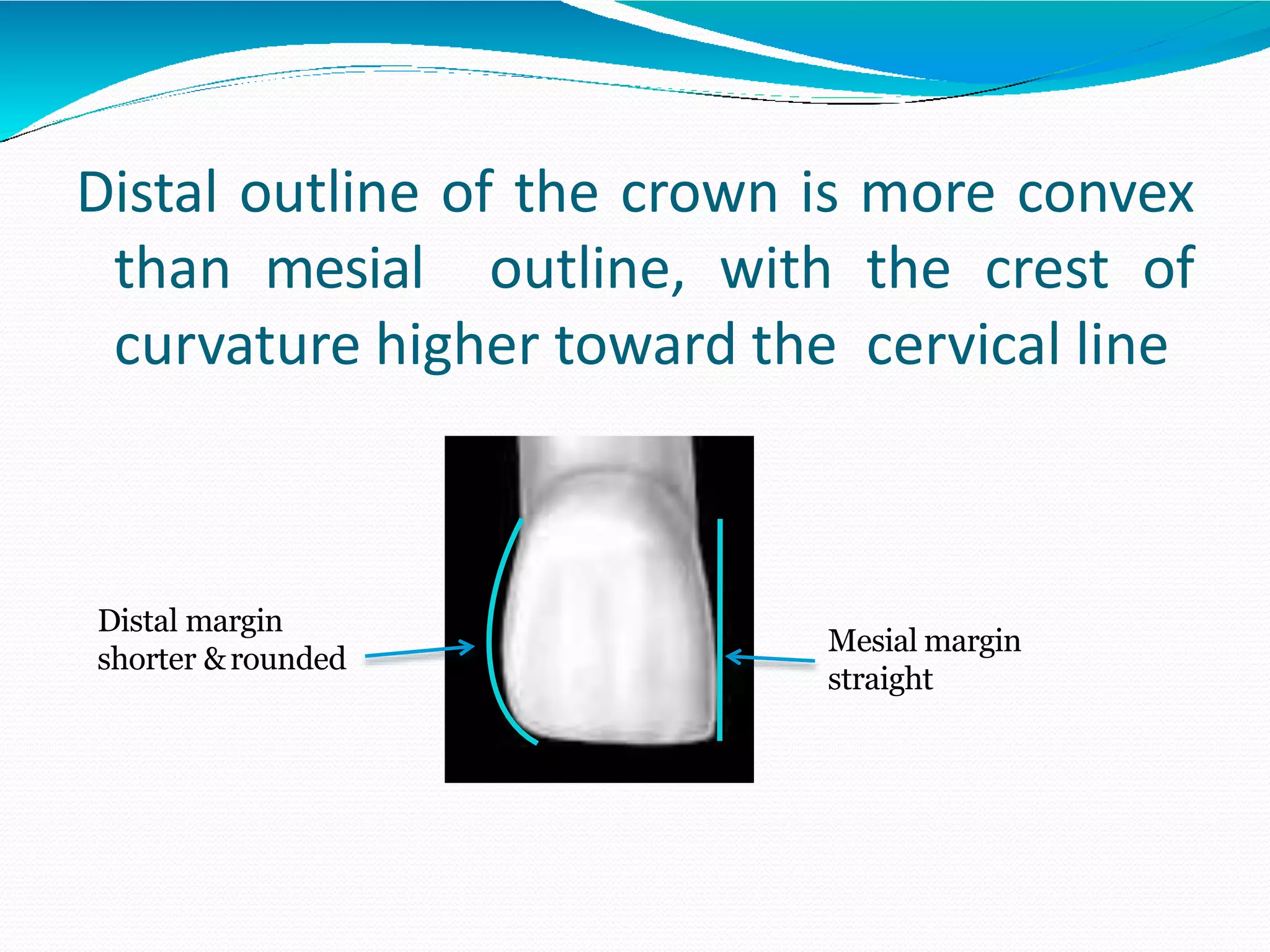 Maxillary Central Incisor | PPTX