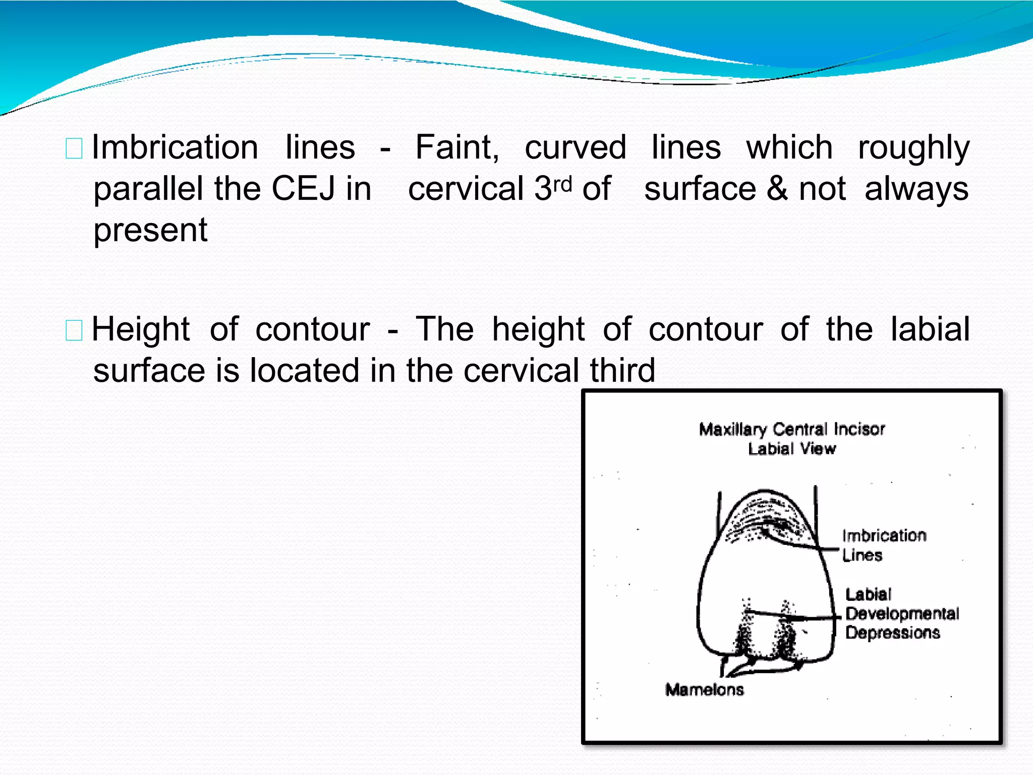 Maxillary Central Incisor | PPTX