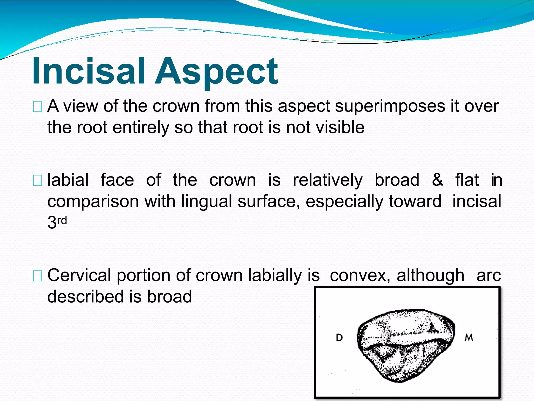 Maxillary Central Incisor | PPTX