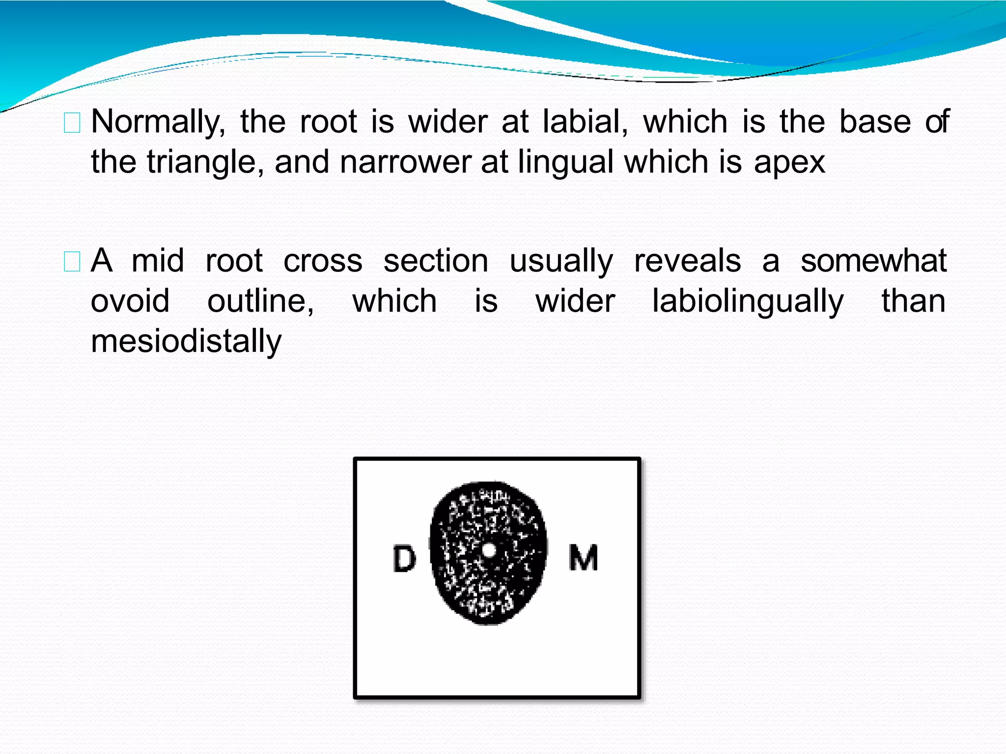 Maxillary Central Incisor | PPTX