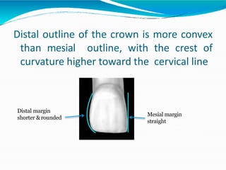 Maxillary Central Incisor | PPTX