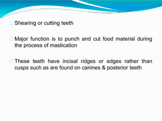 Maxillary Central Incisor | PPTX