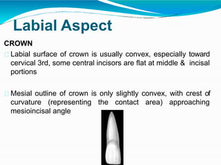 Maxillary Central Incisor | PPTX