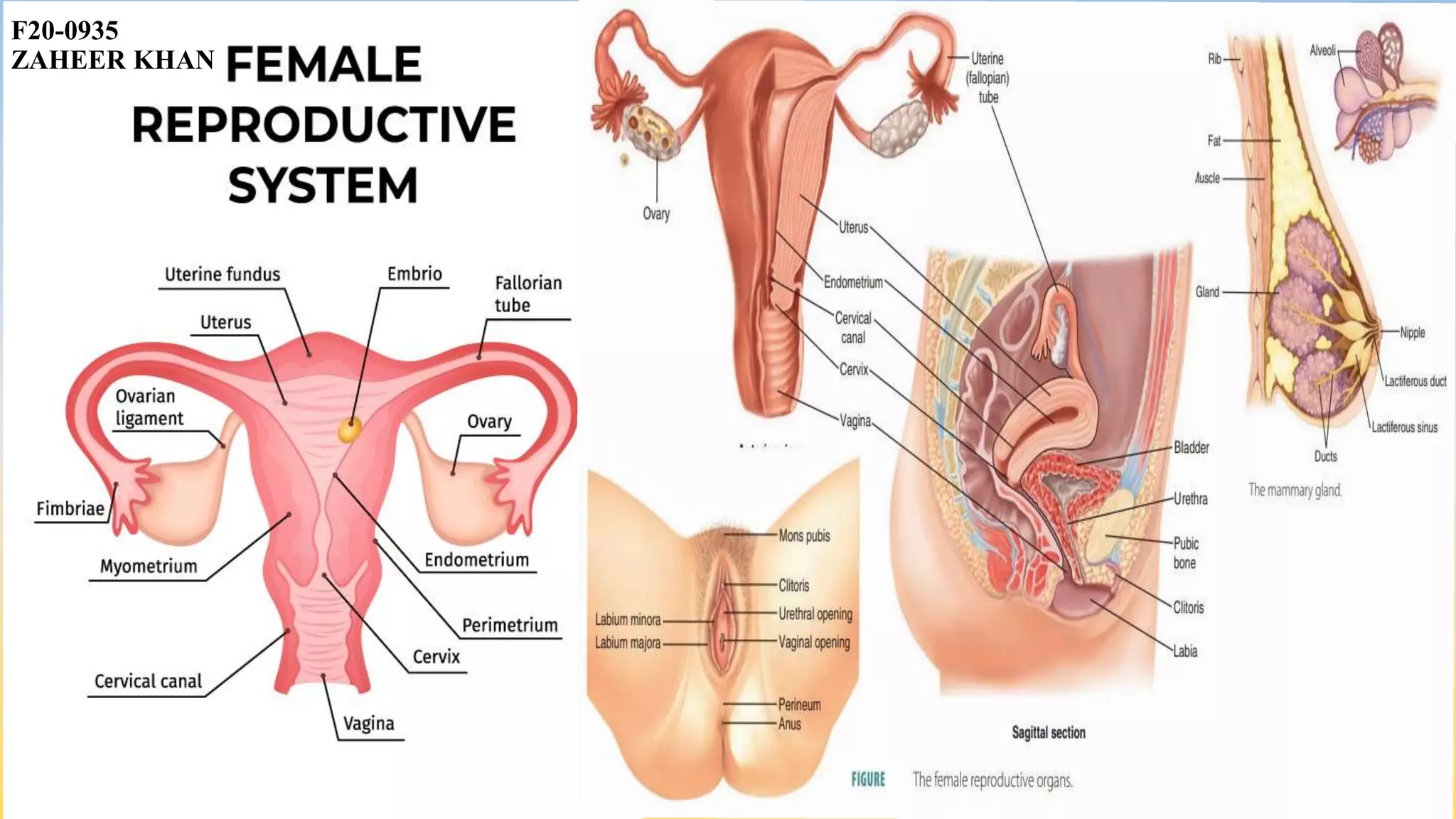 Reproductive system | PPT