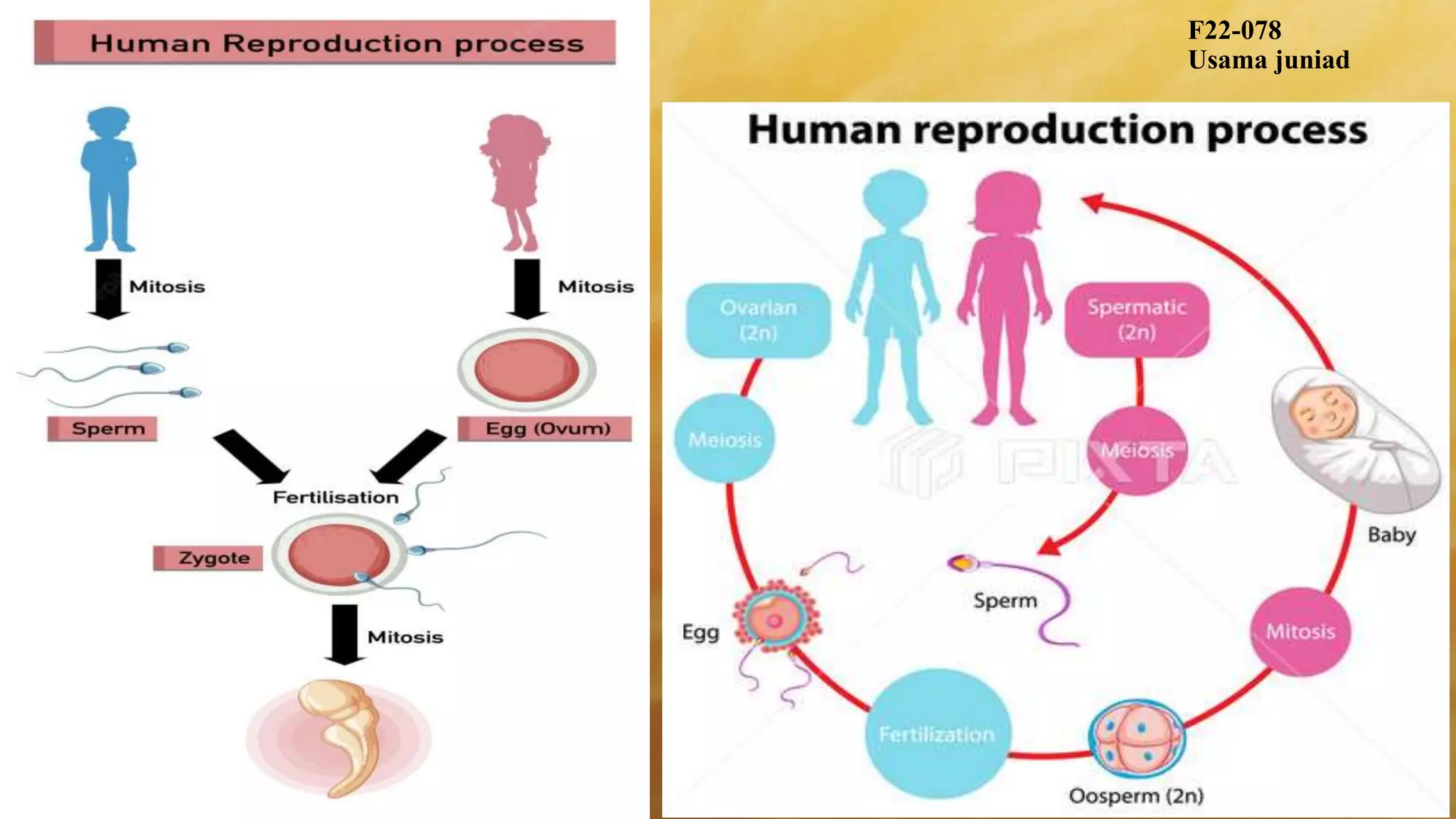 Reproductive system | PPT