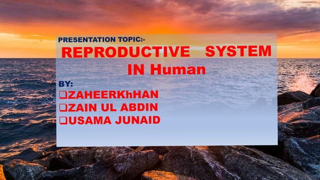 Reproductive system | PPT