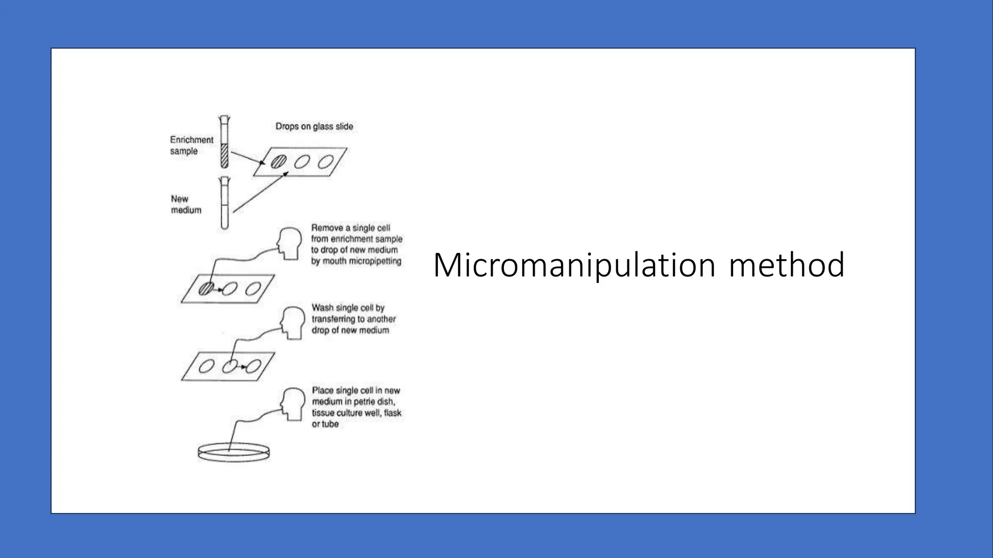 Isolation Of Algae Pptx