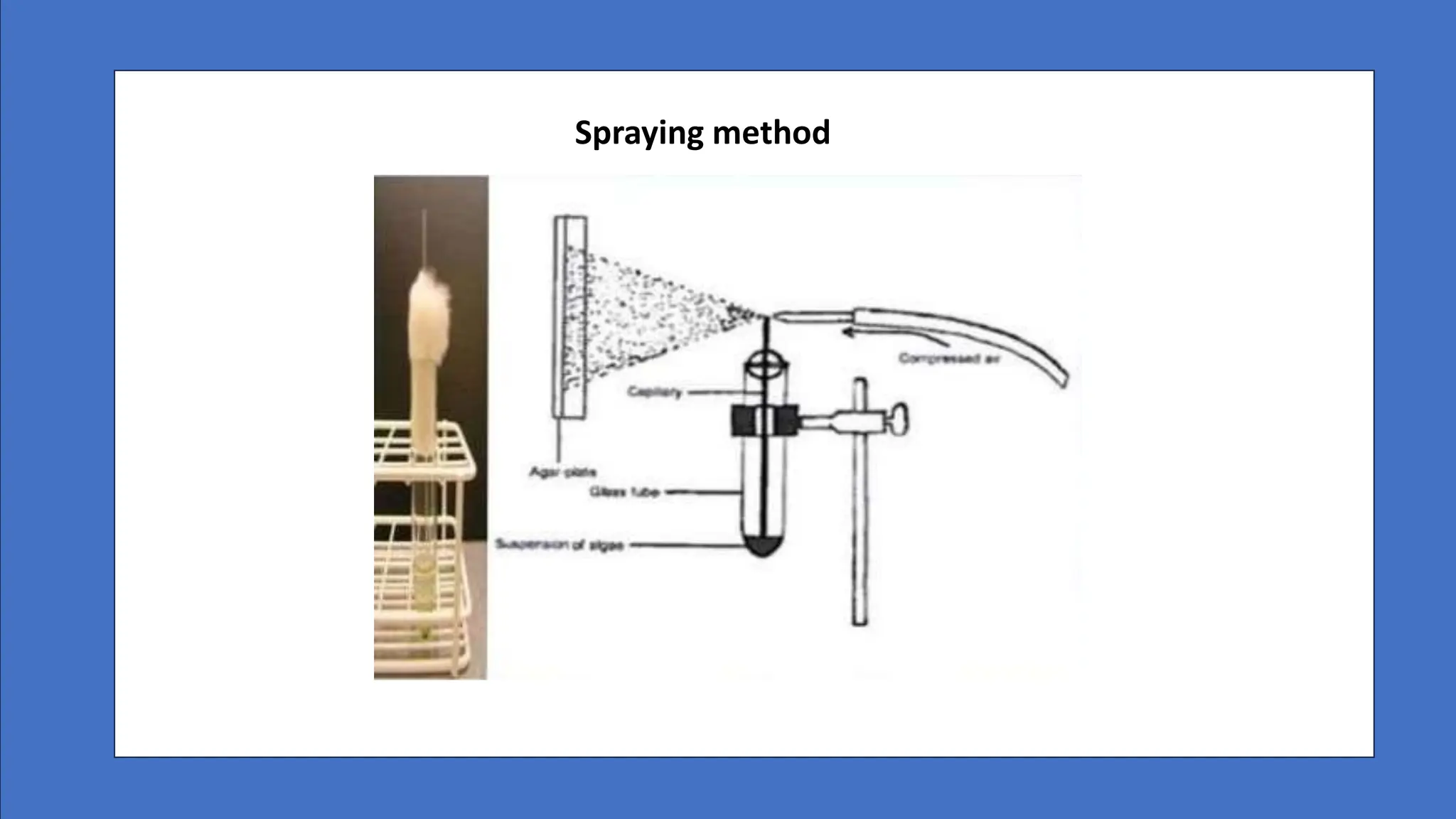 Isolation Of Algae Pptx
