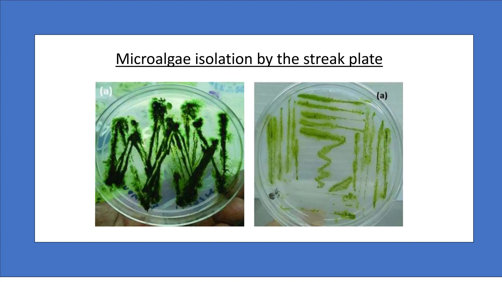 Isolation of algae | PPTX