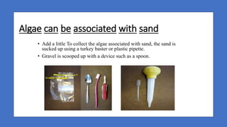 Isolation of algae | PPTX