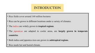 Different systems of rice cultivation and their growth conditions | PPTX
