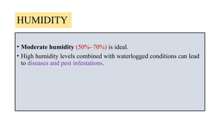 Climatic conditions for rice cultivation | PPTX